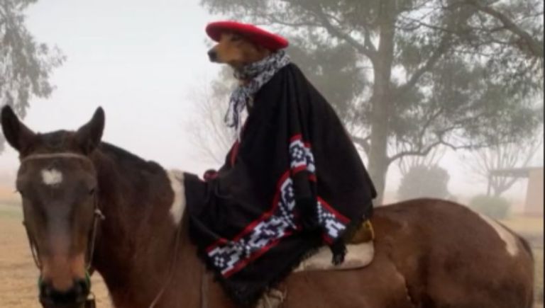Preguntale, el perro gaucho que usa boina, anda a caballo por el campo ...